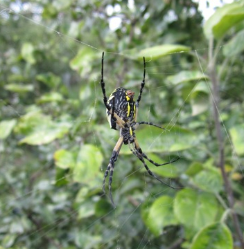 Crunchy Segments: Wasp Spiders? Spider Wasps?