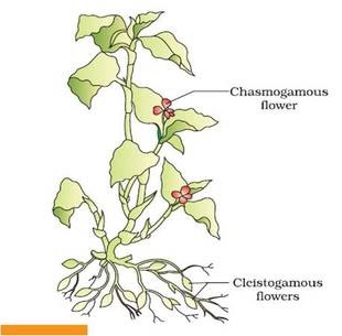 project on pollination for class 12