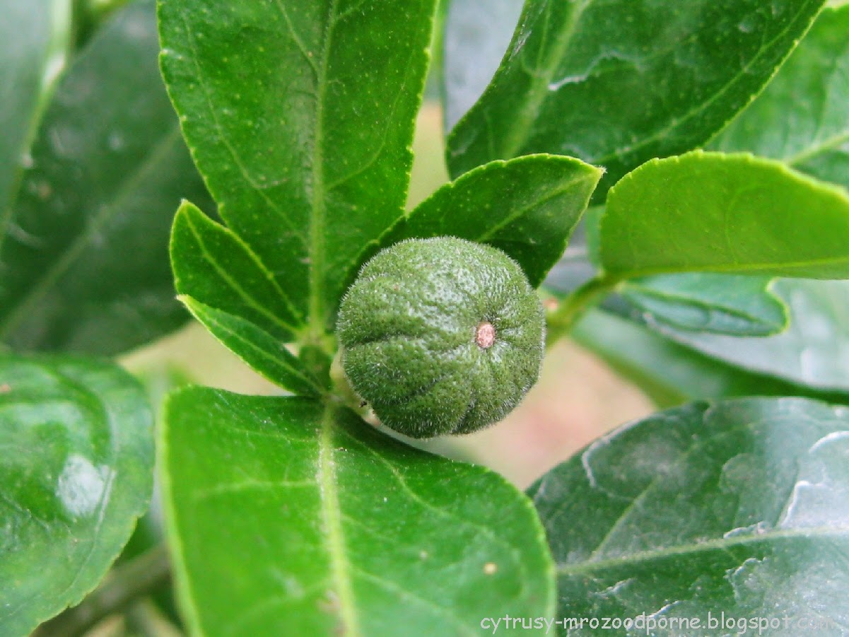 Cytrusy Mrozoodporne: Citrandarin