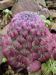 Herbs-Treat and Taste: SNOW LOTUS: SPECTACULAR SNOW LOTUS - AN AMAZING HERB