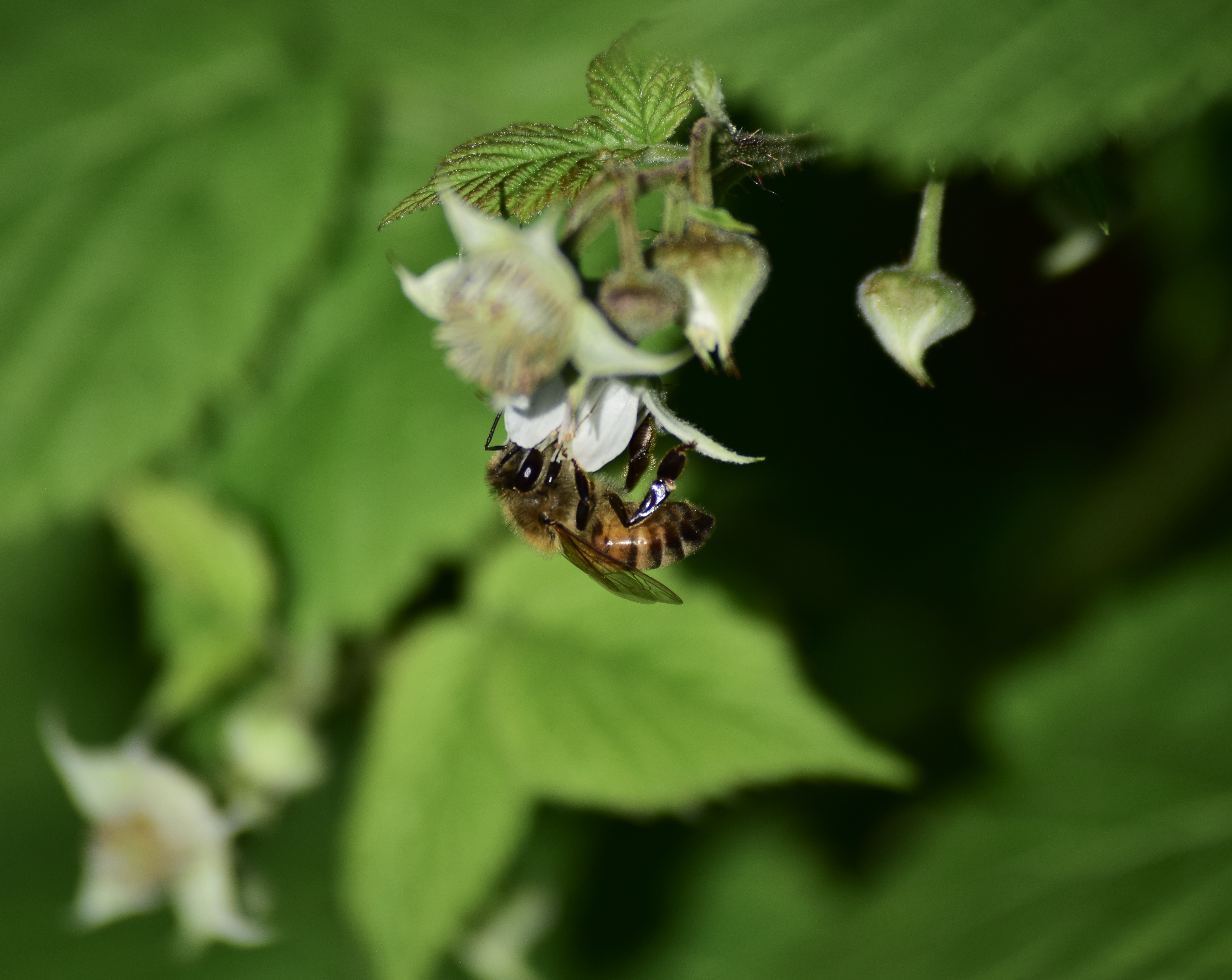 Jericho, Vermont Photos: Jericho, Vermont has cool bugs!