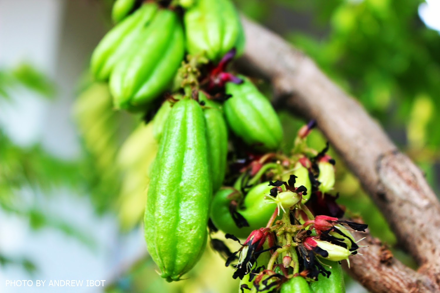 Ako si ANDREW IBOT!: Kamias (Averrhoa bilimbi)