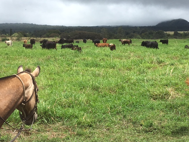 Homesteading in Hawaii: Aikane Farm Tour