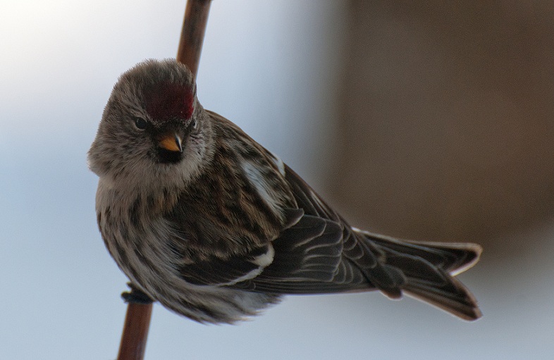 Me, Boomer and The Vermilon River: Common Redpolls Of The Vermilon ...