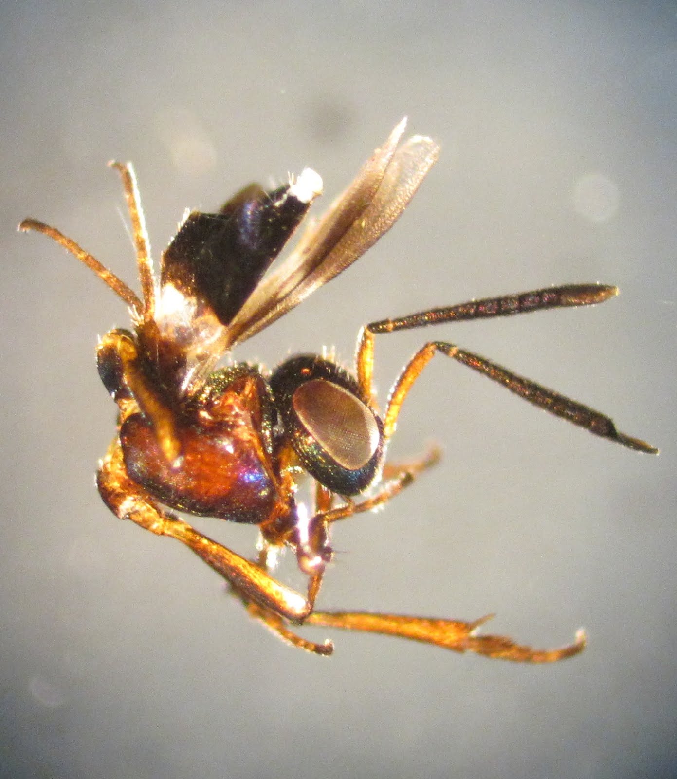 Bug Eric: Wasp Wednesday: Eupelmidae