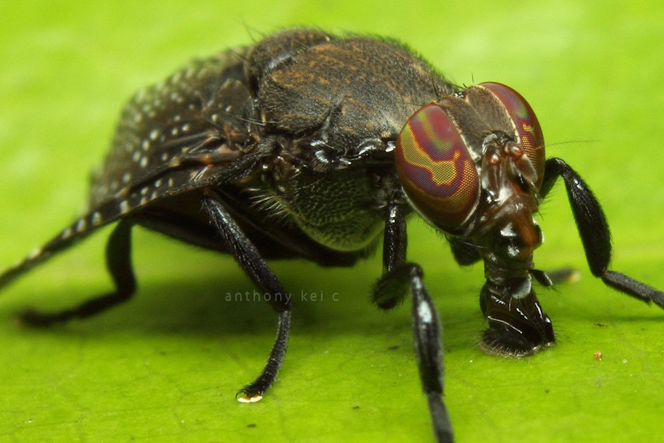 Animalia Photography: Signal Fly (Platystomatidae)