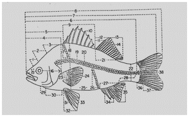 Ciri Meristik dan Morfometrik Pada Ikan - Lalaukan