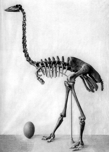 FOSSIL HUNTRESS: THE ELEPHANT BIRDS OF MADAGASCAR