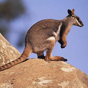 Wallaby | Facts About All