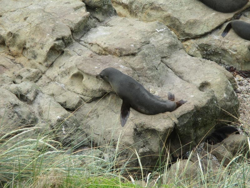 Neuseeland: Rohan (bzw. "MacKenzie Country")
