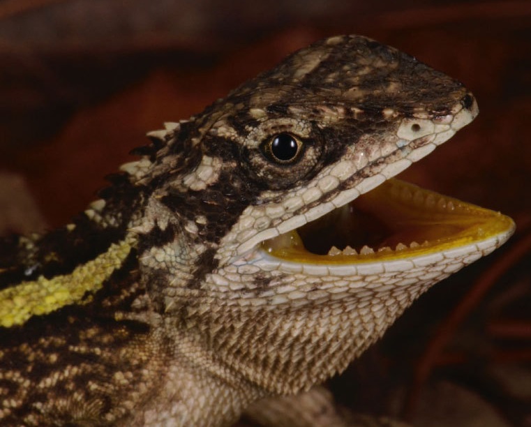 Species New to Science: [Herpetology • 2021] Systematic Revision of ...
