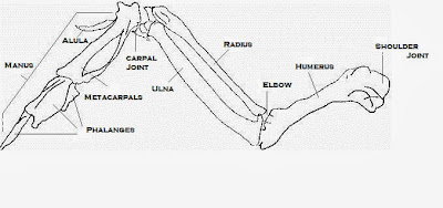 Animal Science Chicken Dissection: Skeleton and Bone