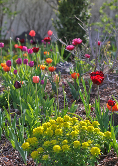 VW Garden: Spring Tulips