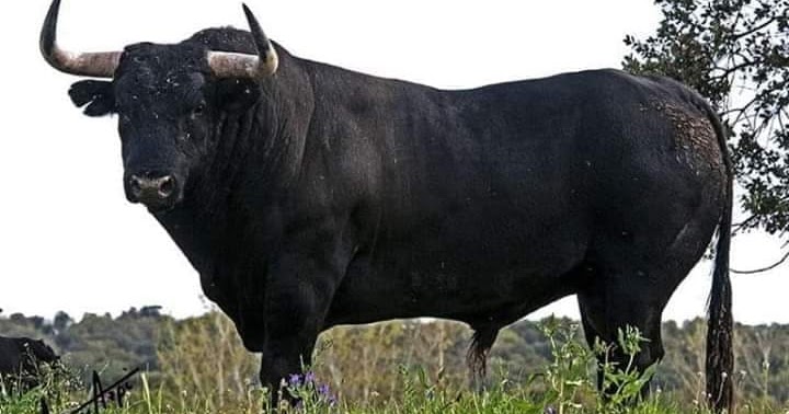 Perú Taurino: ¿POR QUÉ LA DESAPARICIÓN DEL TORO DE LIDIA SUPONDRÍA UNA ...