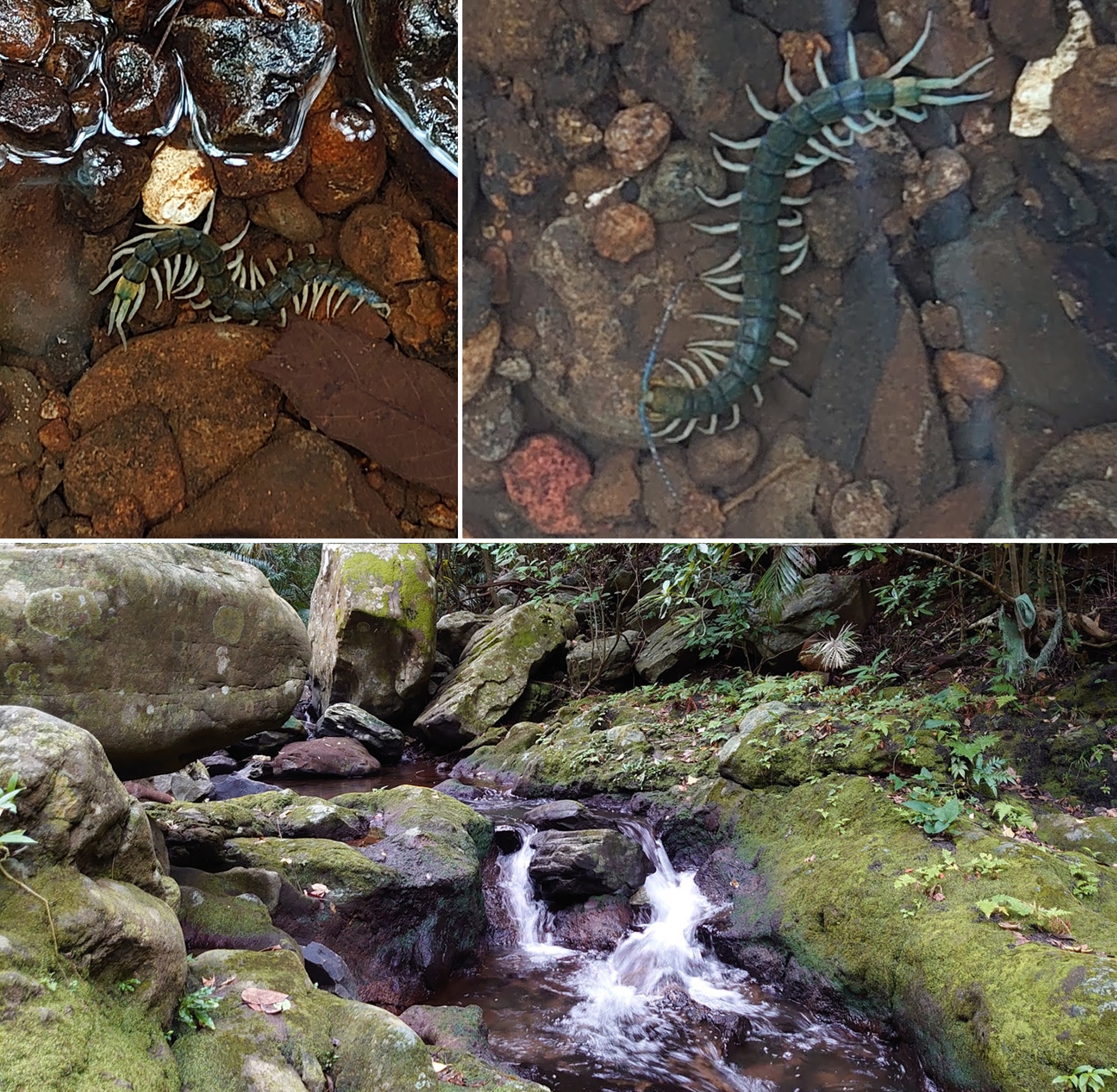 Species New to Science: [Chilopoda • 2021] Scolopendra alcyona • A New ...