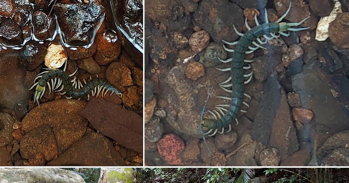 Species New to Science: [Chilopoda • 2021] Scolopendra alcyona • A New ...