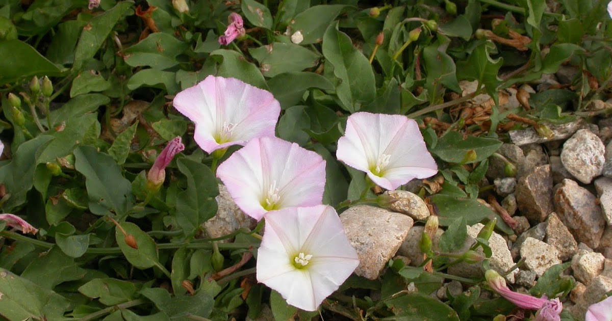 Variety of Life: Convolvulus