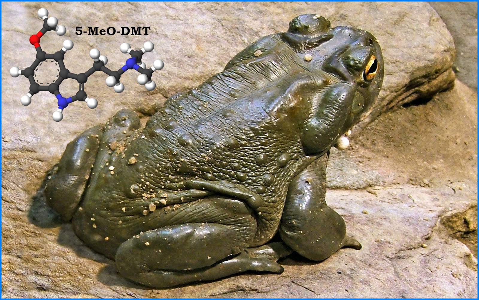 Entrada en lo Absoluto - 5-MeO-DMT ~ Los 7 Maestros