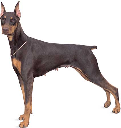 Animals Plannet: Doberman dogs pictures
