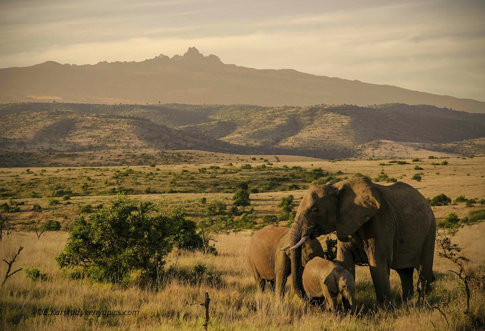 Elsen Karstad's 'Pic-A-Day Kenya': Laikipia Elephant- Borana Ranch, Kenya
