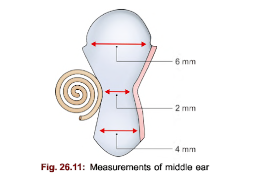 Anatomy of middle ear
