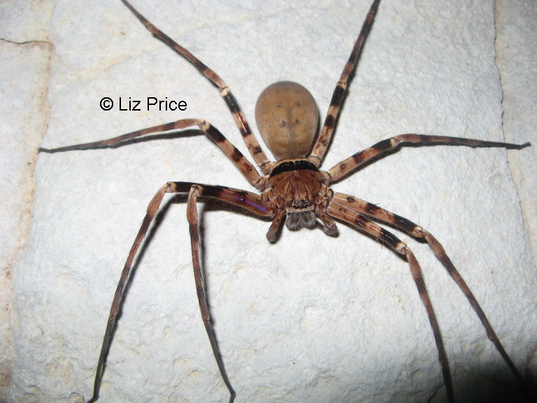 Caving in SE Asia: Caving in southern Myanmar