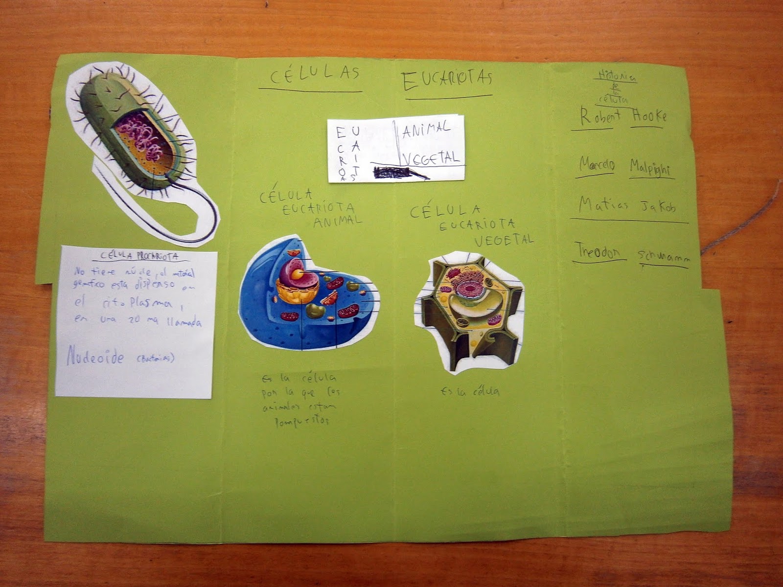 LAPBOOK DE LAS CÉLULAS 1º ESO B
