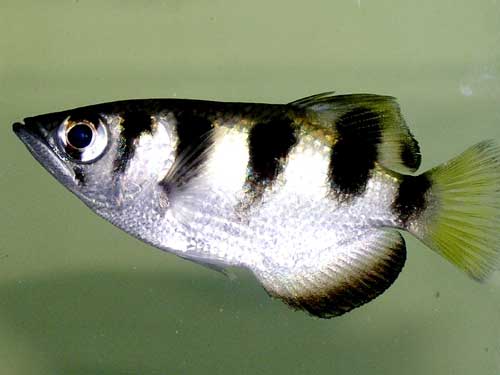 Pax on both houses: Archerfish Uses "Water Arrows" To Target Prey With ...