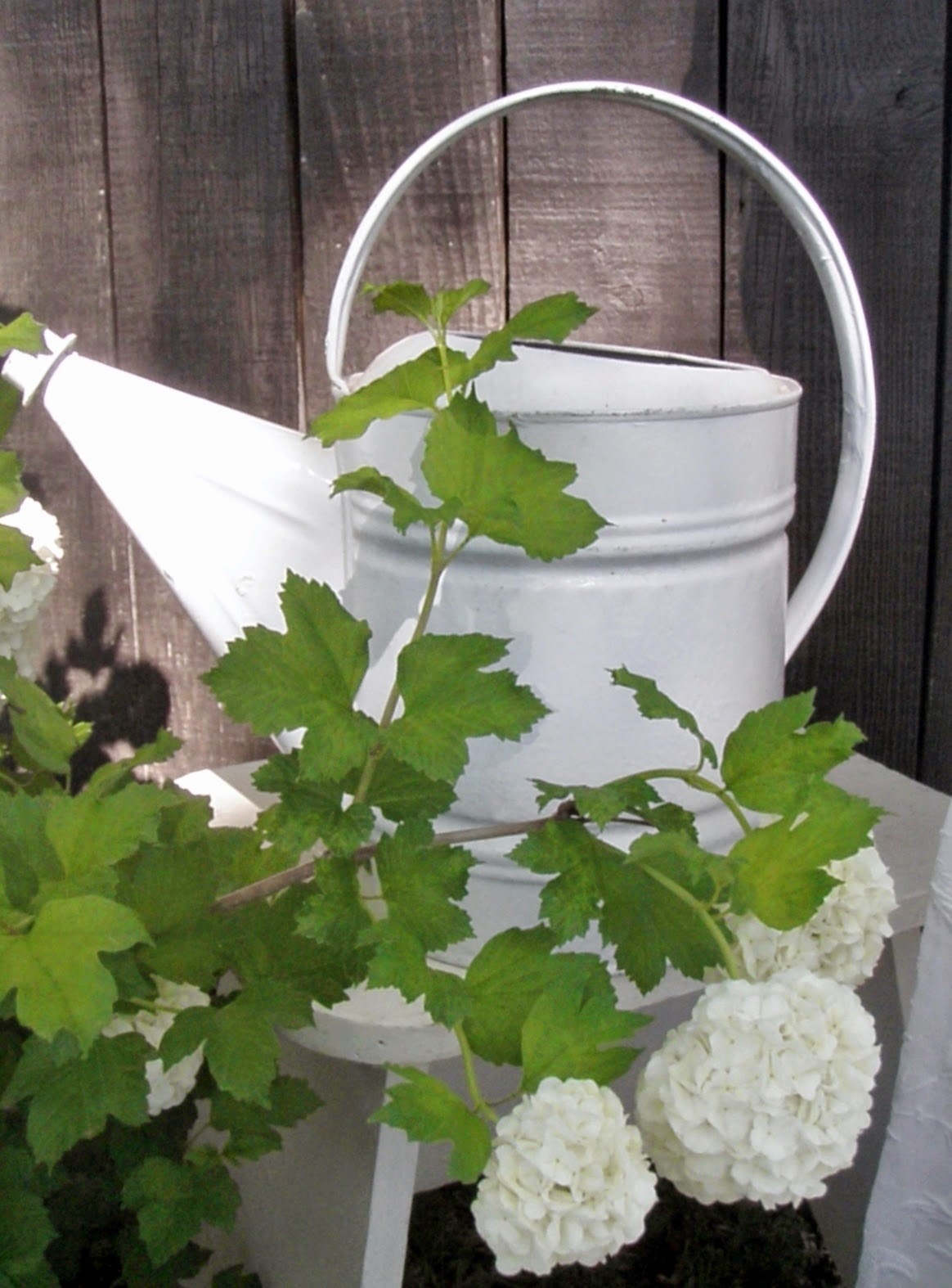 Cabin & Cottage : Snowballs in May