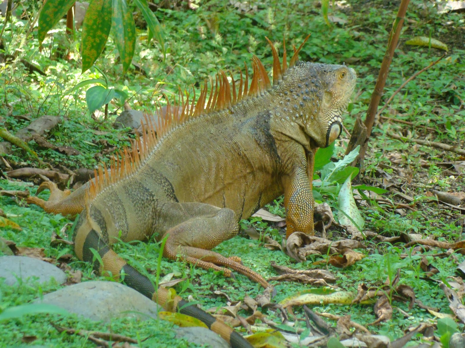 Tierra de collares: Jardín botánico La Laguna: fauna