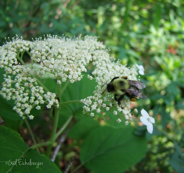 clay and limestone: Wildflower Wednesday: A Fine Native Hydrangea