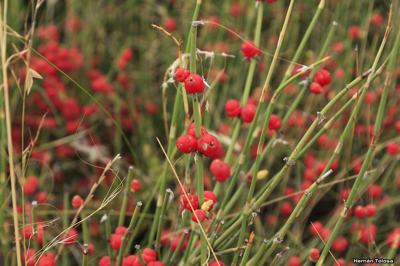 Patagonia: Solupe (Ephedra ochreata)