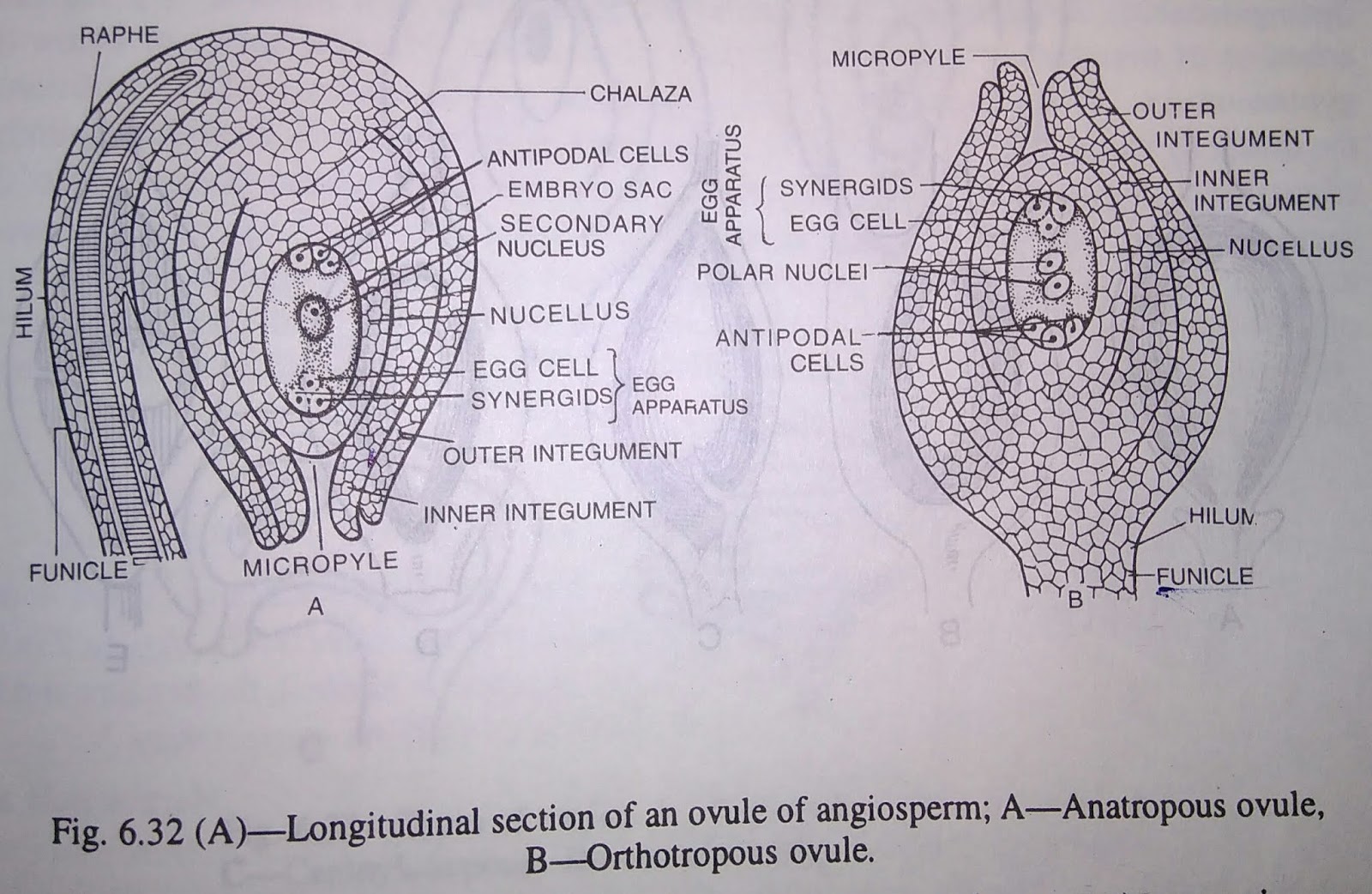 What is ovule and its structure-digieduco