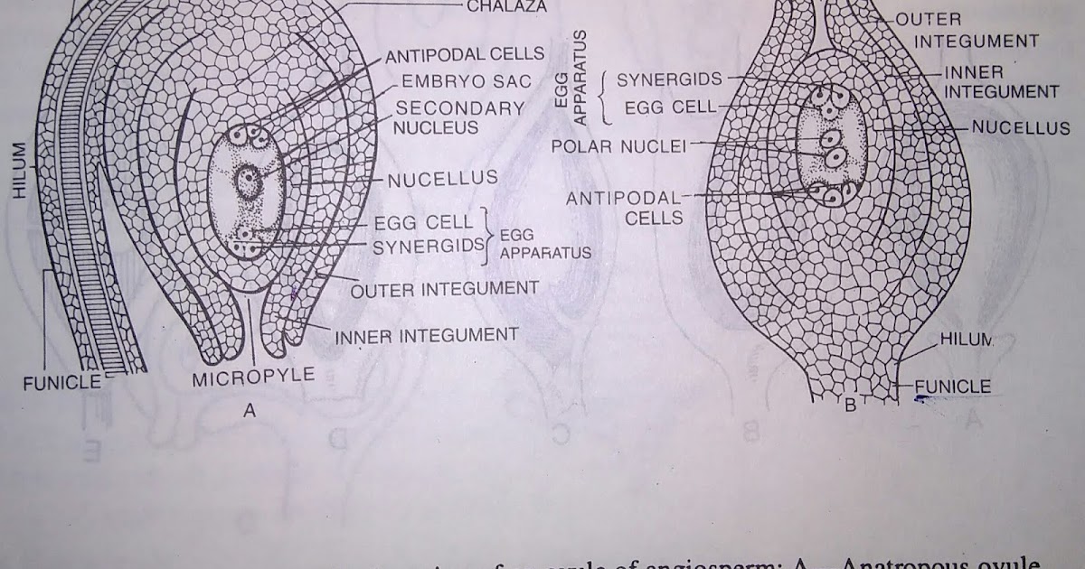 What is ovule and its structure-digieduco