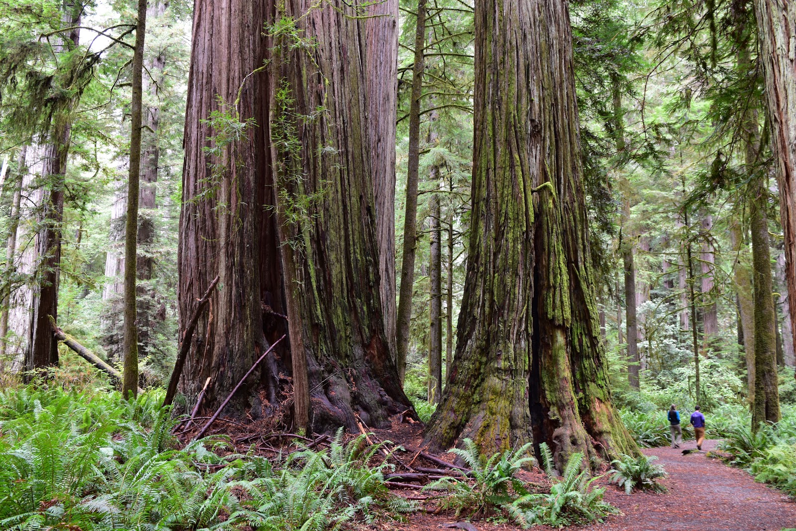 Meandering In My RV: Redwoods National and State Parks