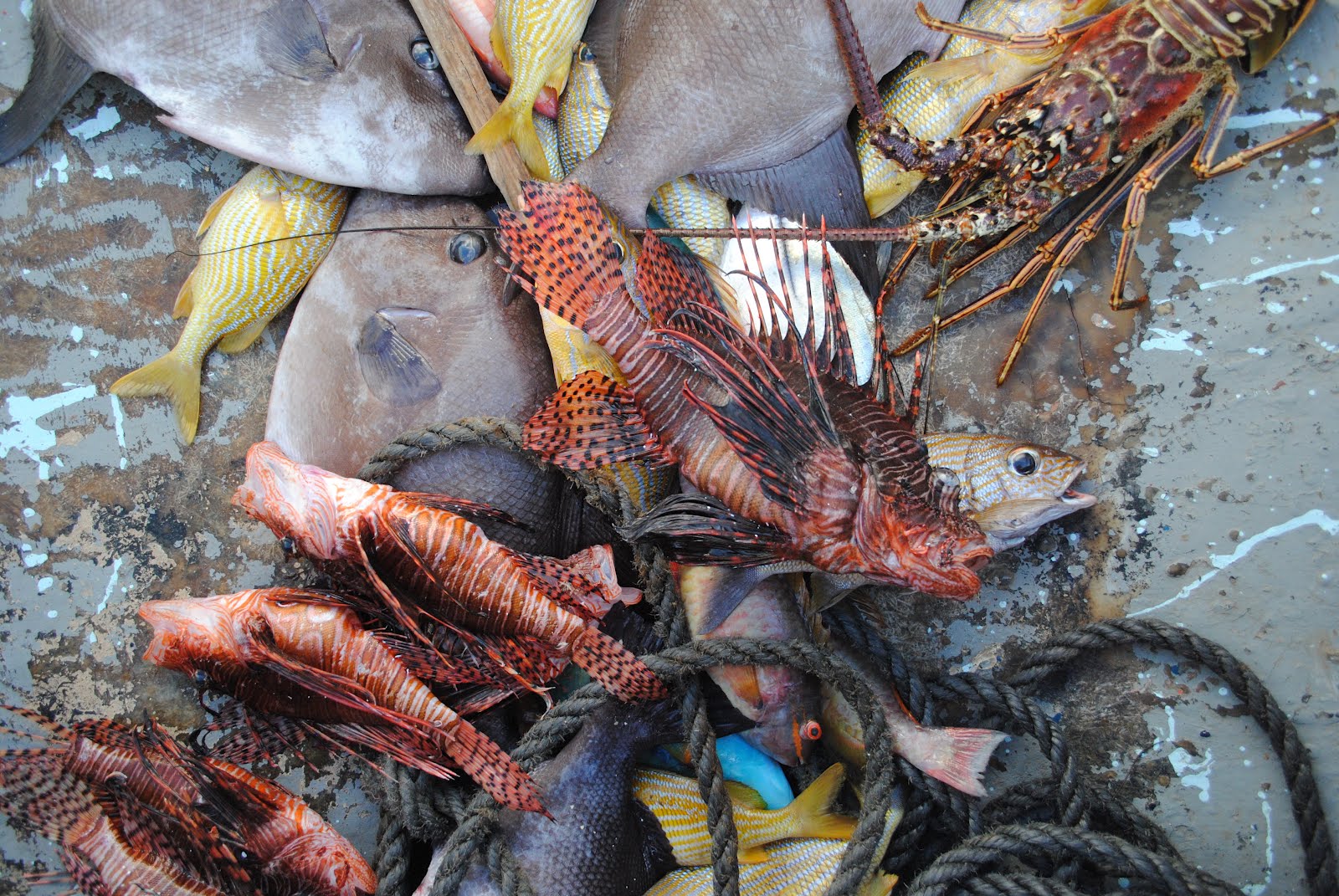 goodbye, kneidel: The Life and Times of Portland Ridge