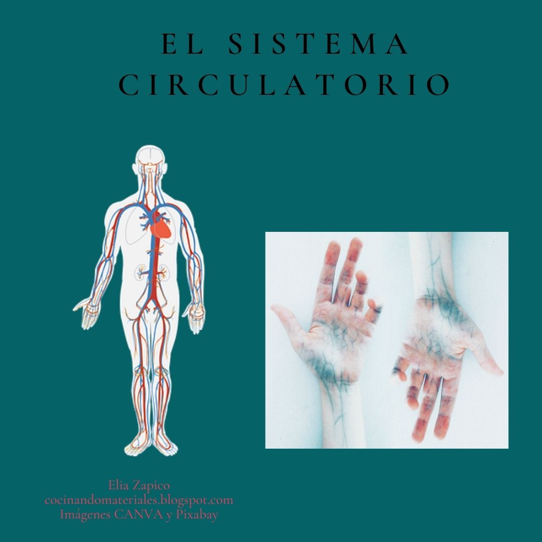 Ciencias naturales, 6º primaria: el sistema circulatorio