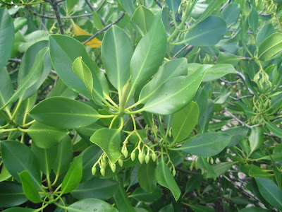 Pamacca: Rhizophora (R. Mucronata, R. Stylosa dan R. apiculata)