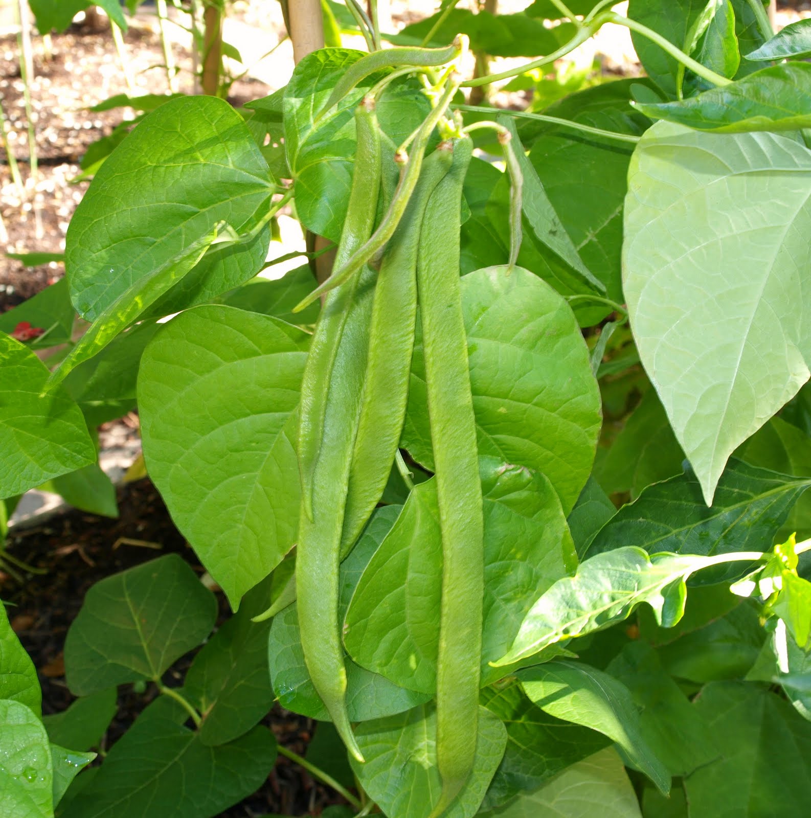 Harvesting beans now! | Self-Sufficiency | Before It's News