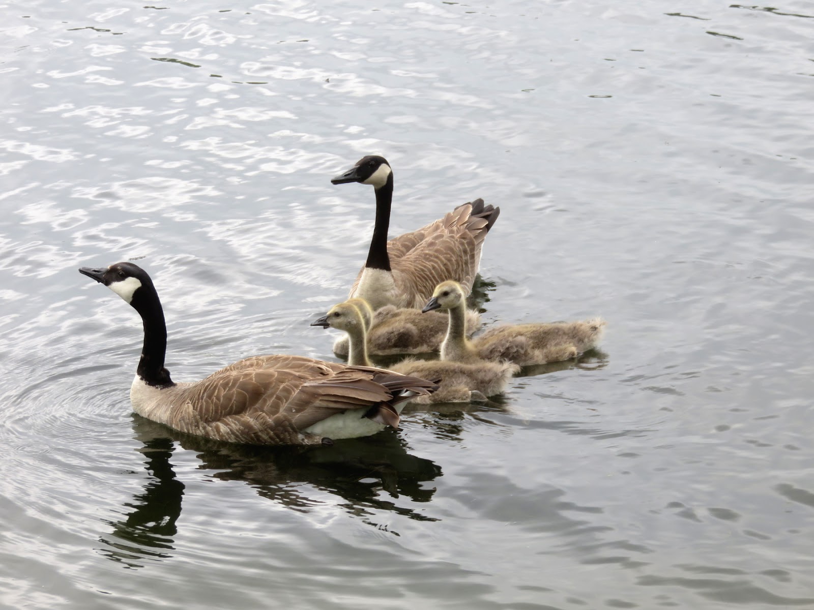 Art In Stitches: 40' Otter, 9000 pound chicken, a Viking ship plus new ...