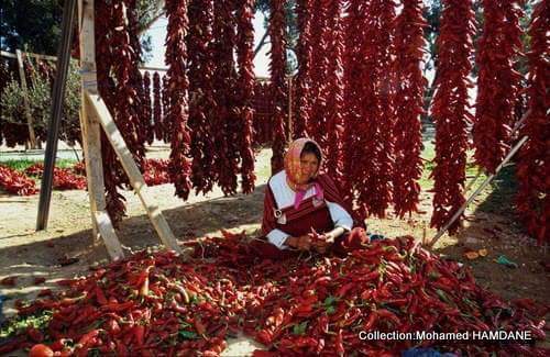CULTURE et PATRIMOINE DE TUNISIE EN IMAGES- MOHAMED HAMDANE-ثقافة وتراث ...