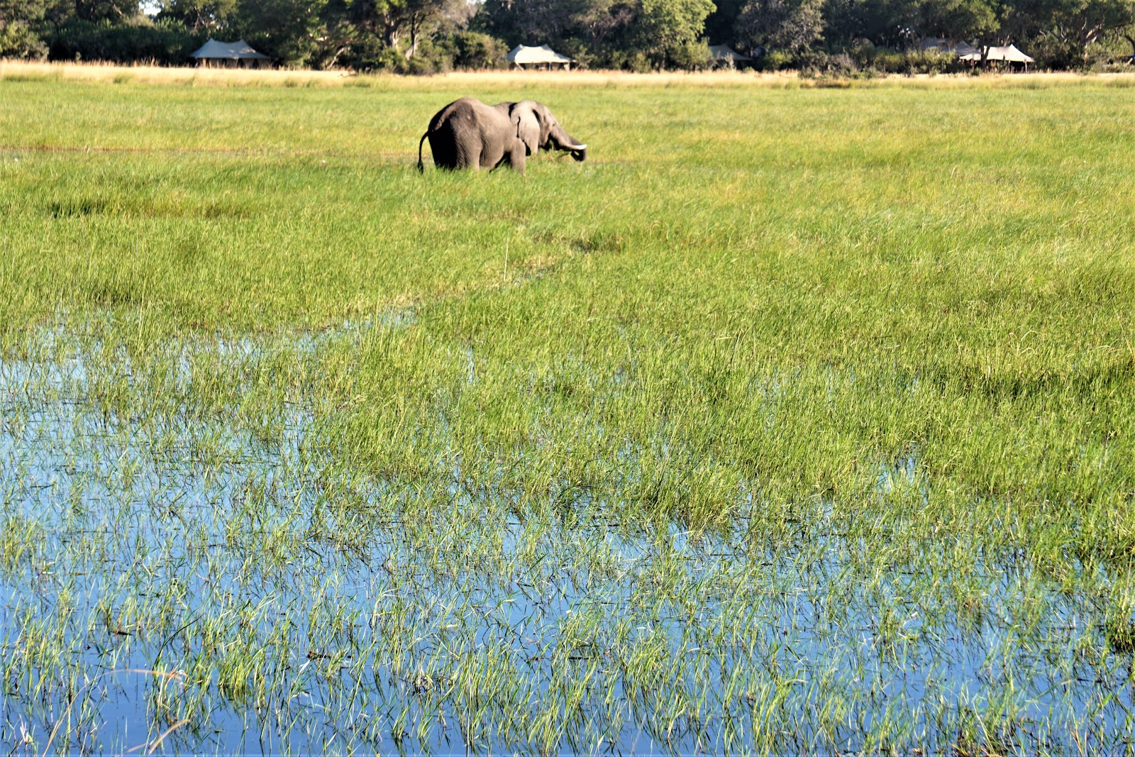 Souvenir Chronicles: BOTSWANA, KADIZORA CAMP: MAKORO CANOE RIDE