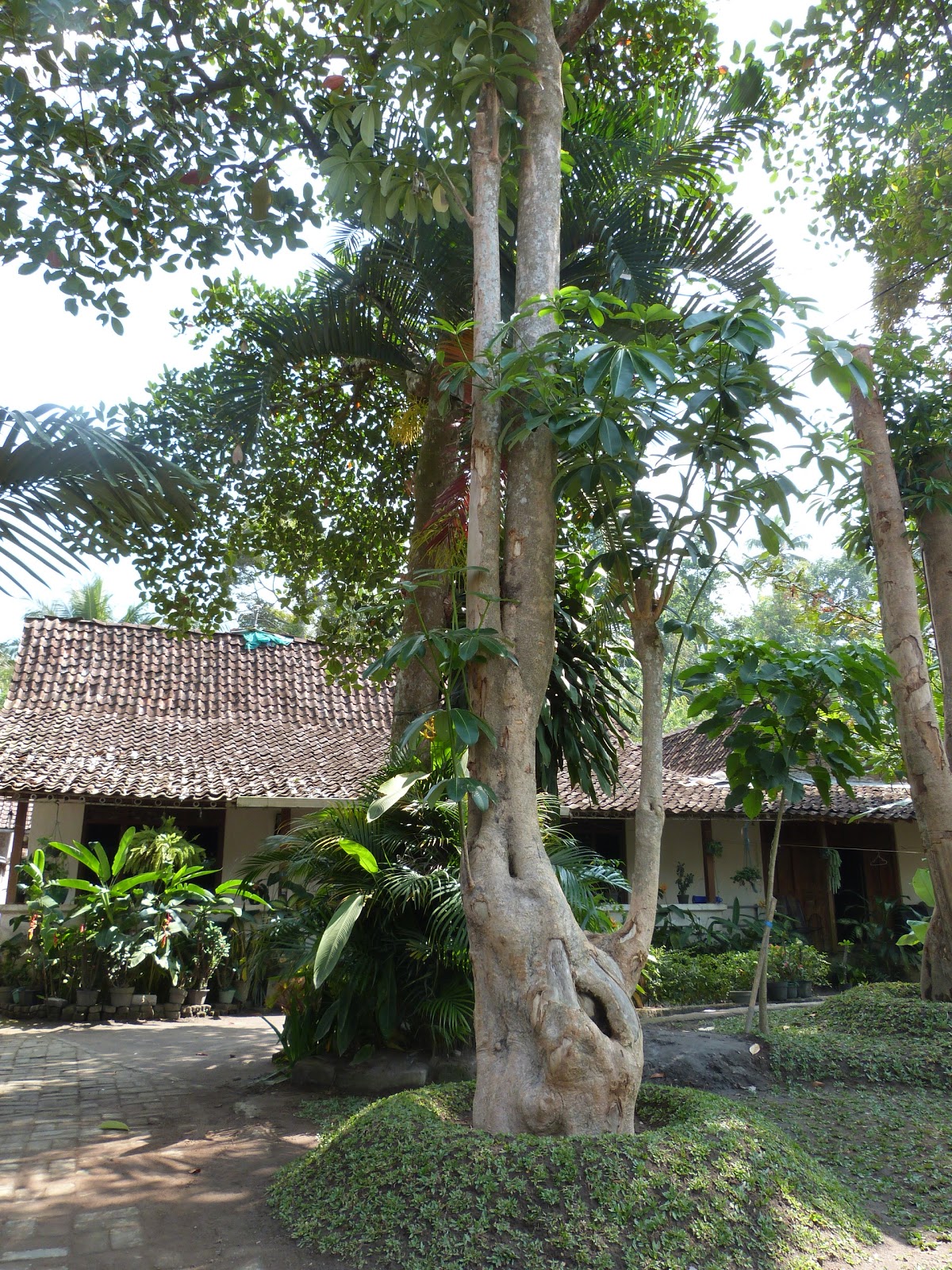 Jual Bonsai Pohon Pule/Pulai Murah di Surabaya - TUKANG TAMAN SURABAYA