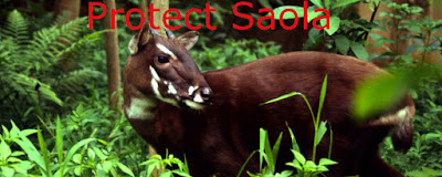 Save The Animals : What is a Saola? | What are the main threats for Saola?