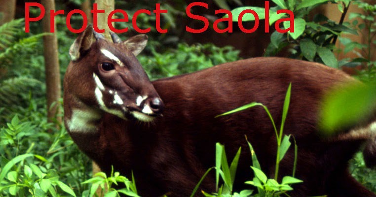 Save The Animals : What is a Saola? | What are the main threats for Saola?
