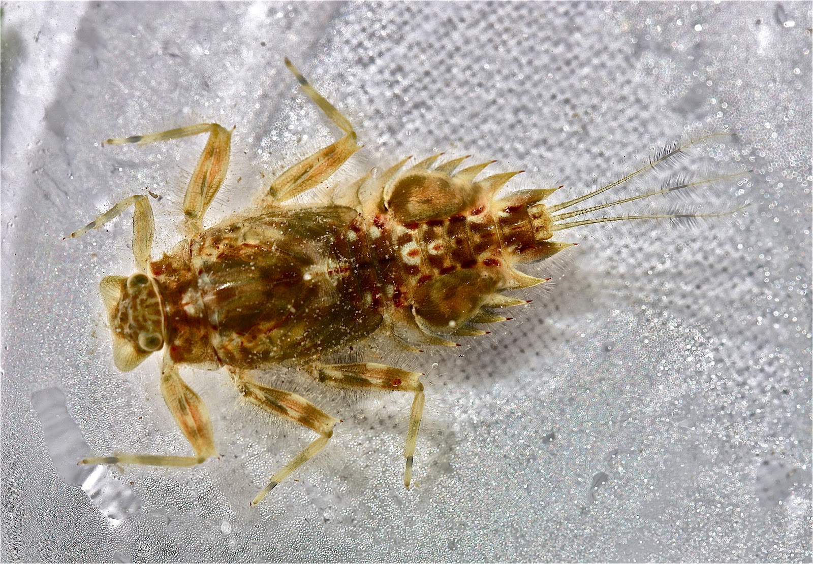 Aquatic Insects of Central Virginia: A Montana Sampler