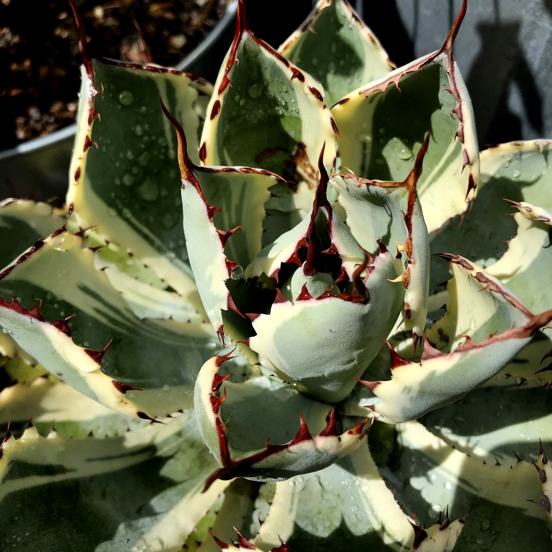 danger garden: My garden in June, before the extreme heat arrived