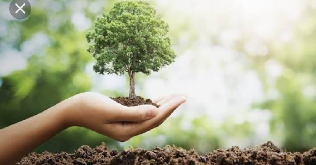 Save tree safe life short esay