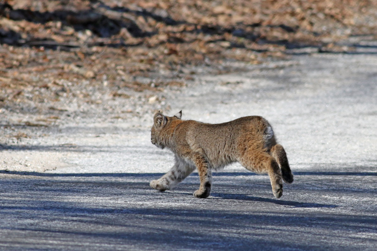 CT Bobcat!