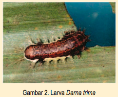 Setora nitens: Informasi Organisme Pengganggu Tanaman Ulat api DARNA SPP